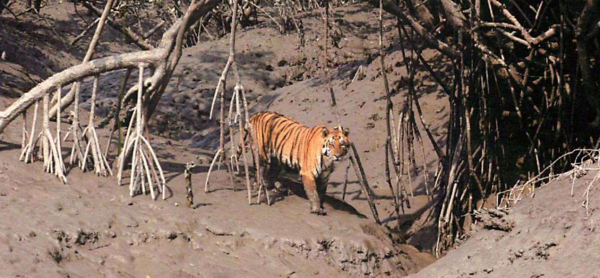 2 Night 3 Days Sundarbans Trip - Kolkata to Kolkata | Sundarban Tours